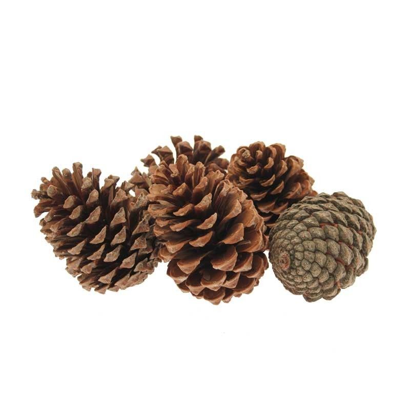 Maritima Pine Cones (x25) (5-10cm) | APAC