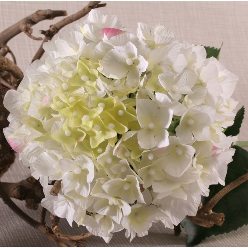 Single Hydrangea Cream | APAC