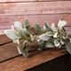 Lambs Ear Green (28 inch) | APAC