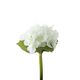 Essential Hydrangea Bouquet - White | APAC