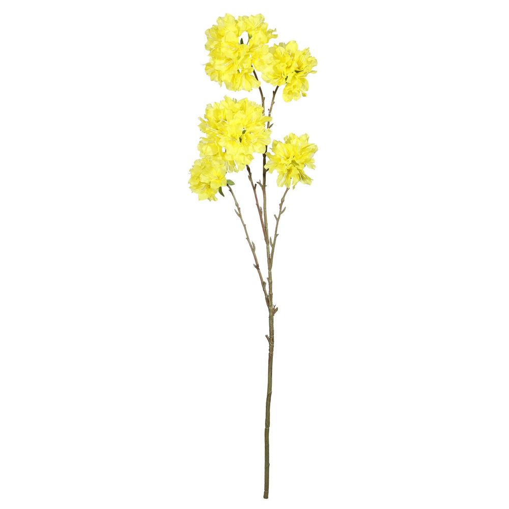 Tabebuia Trumpet Tree - 115cm | APAC